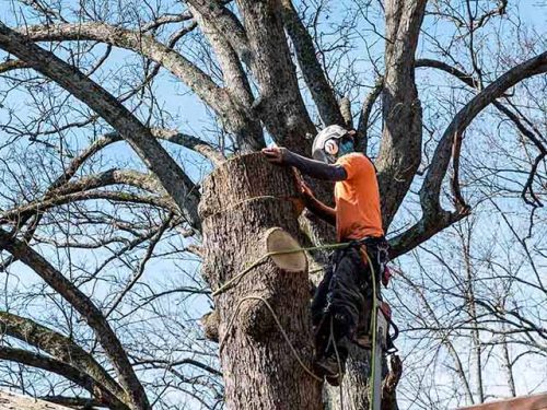 Leaf and Limb Tree Services | North GA Tree Services