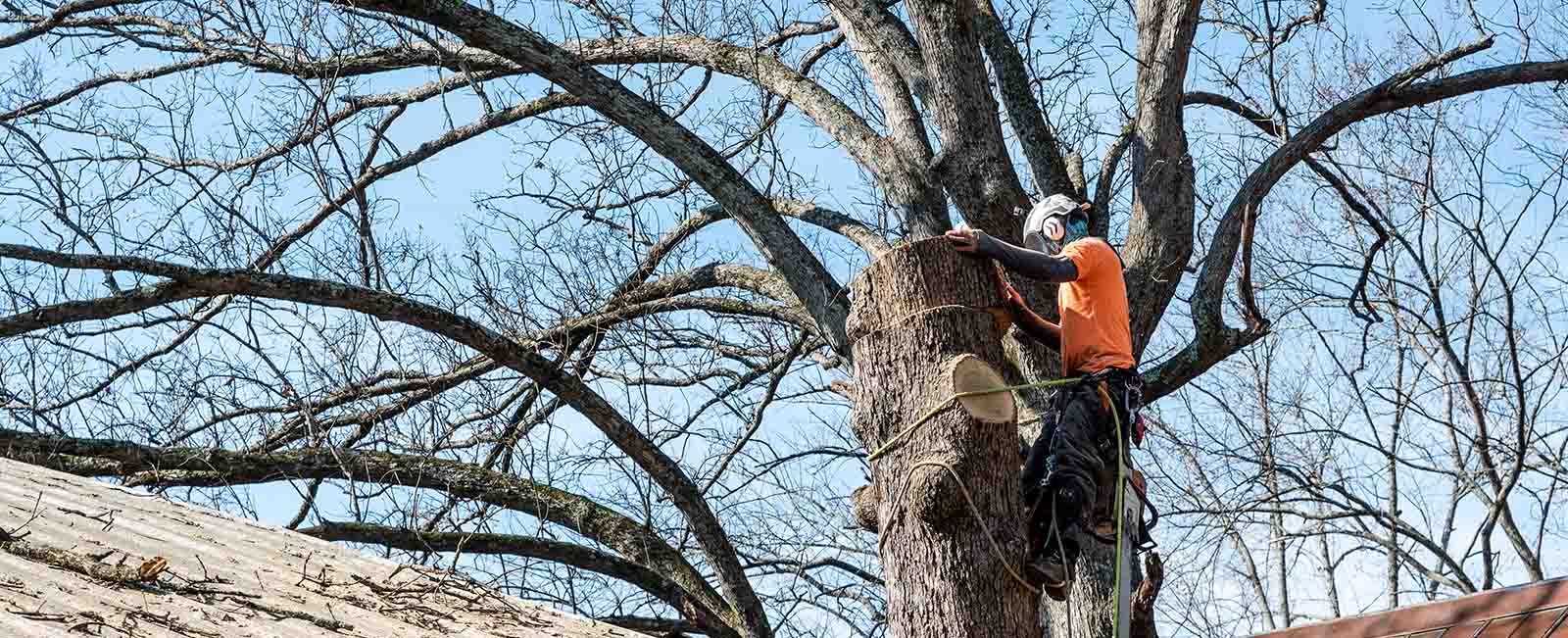 Our Services | Leaf and Limb Tree Services